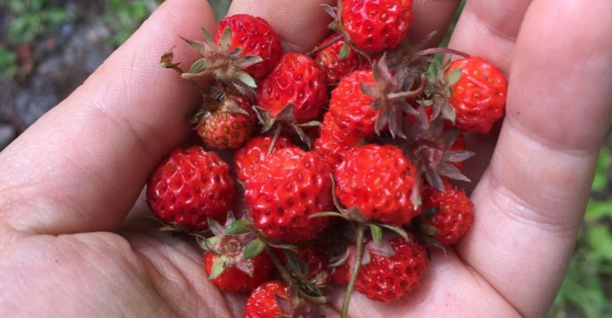 18 Edible Wild Berries You Can Safely Forage And Enjoy