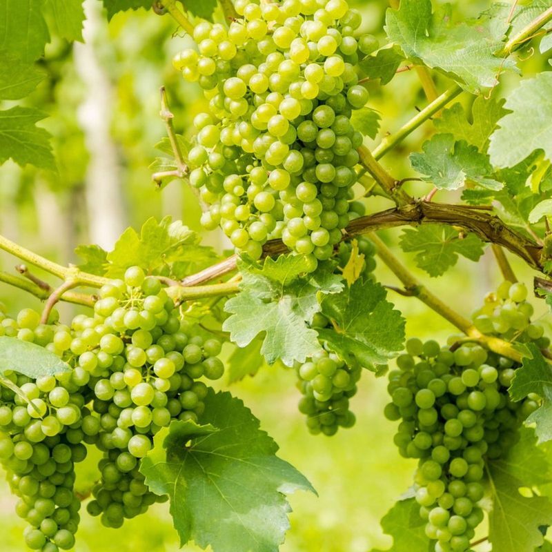 Grapes For A Healthy Heart: Why You Should Make Them A Staple