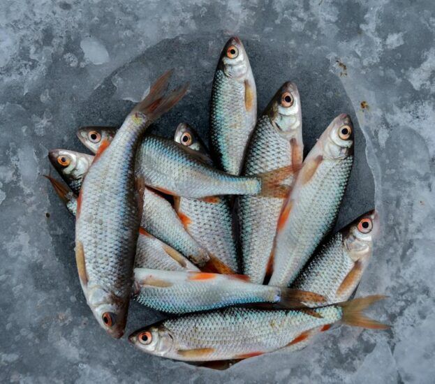 15 Reasons Eating Fish Regularly Could Help Prevent Tinnitus