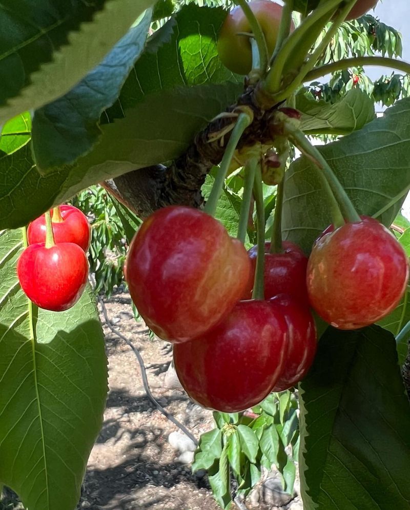 18 Delicious Fruits From Washington’s Orchards Worth Discovering