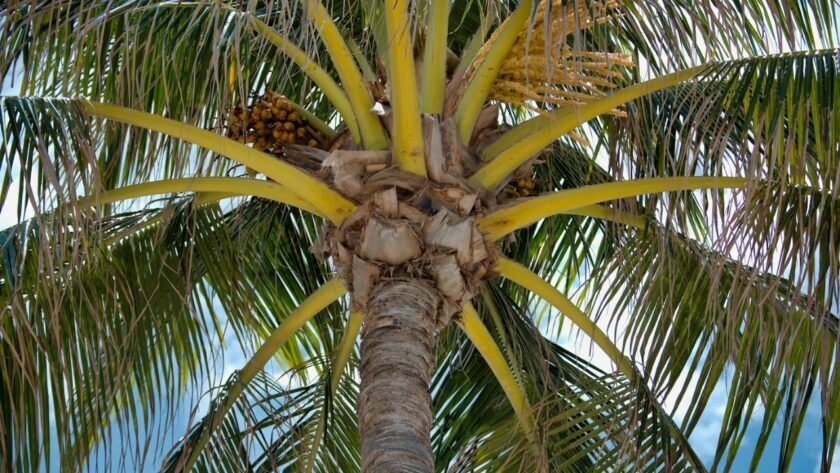 6 Delicious Ways to Use Hearts of Palm