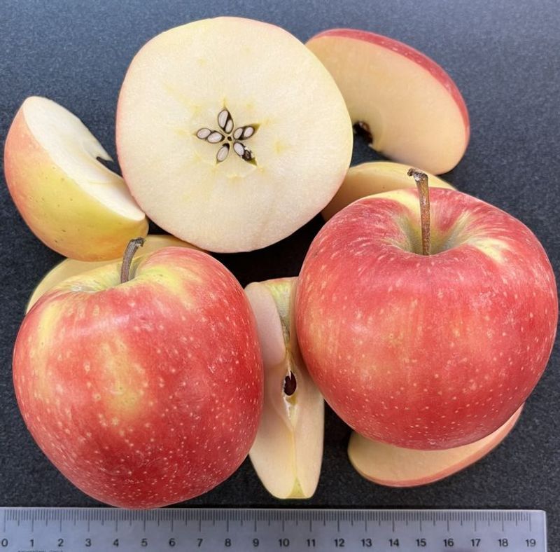 18 Delicious Fruits From Washington’s Orchards Worth Discovering